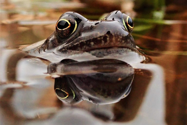 A Nature Encounter with Mark Cocker - FREE Event, Broughton Sanctuary ...